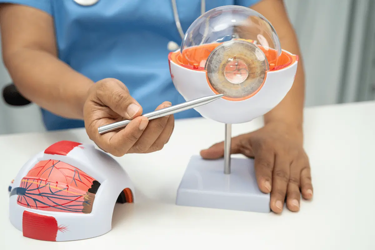 Córnea: estrutura, funções e doenças explicadas por médico